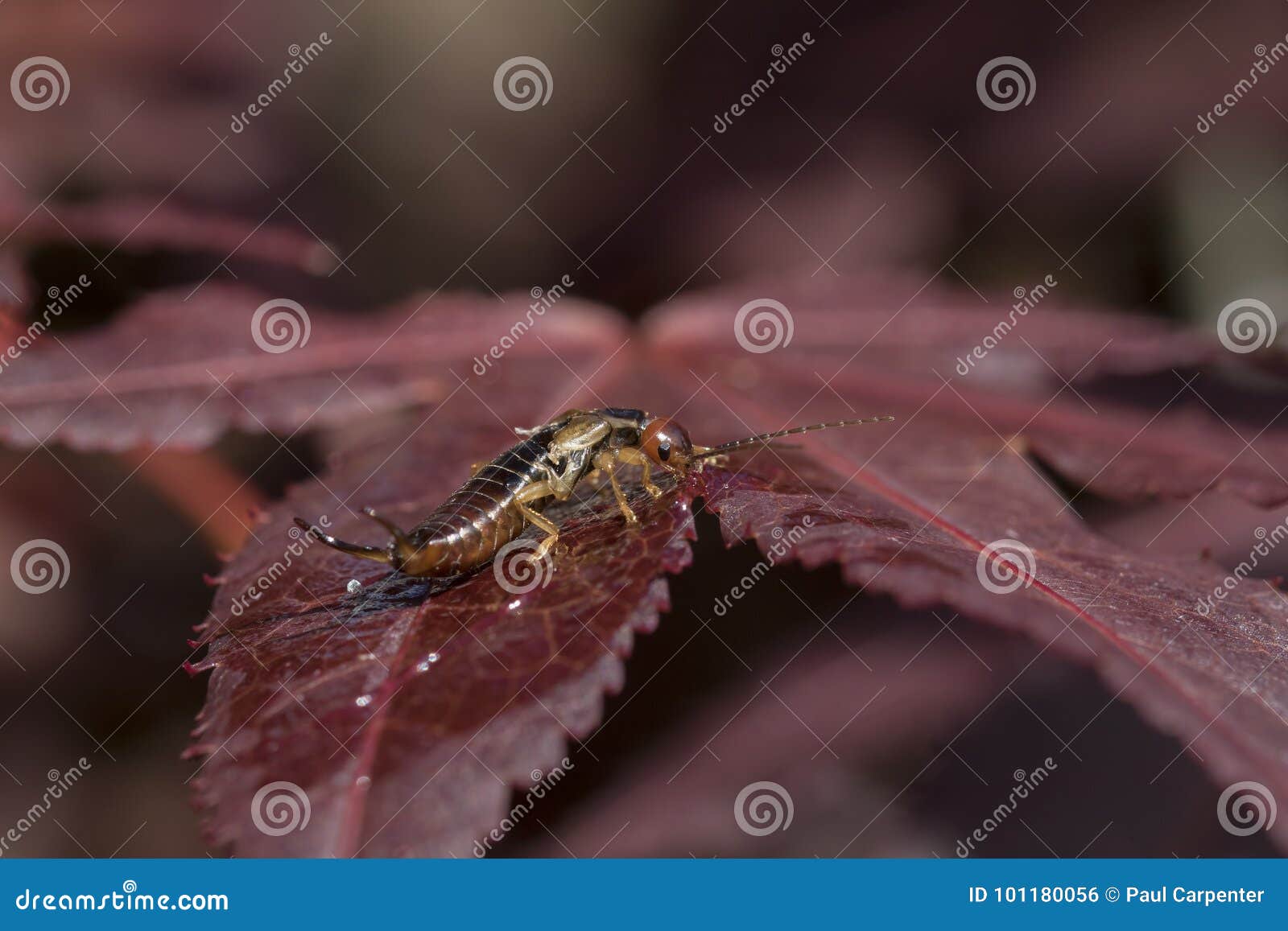 Earwig, Bug, Insect Portrait Stock Photo - Image of edge, faced: 101180056