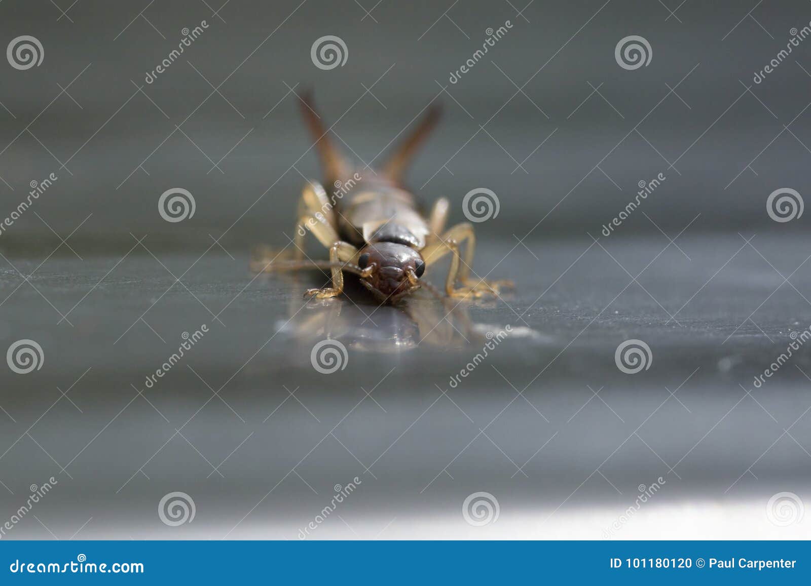Earwig, Bug, Insect Portrait Stock Photo - Image of grey, feeding ...