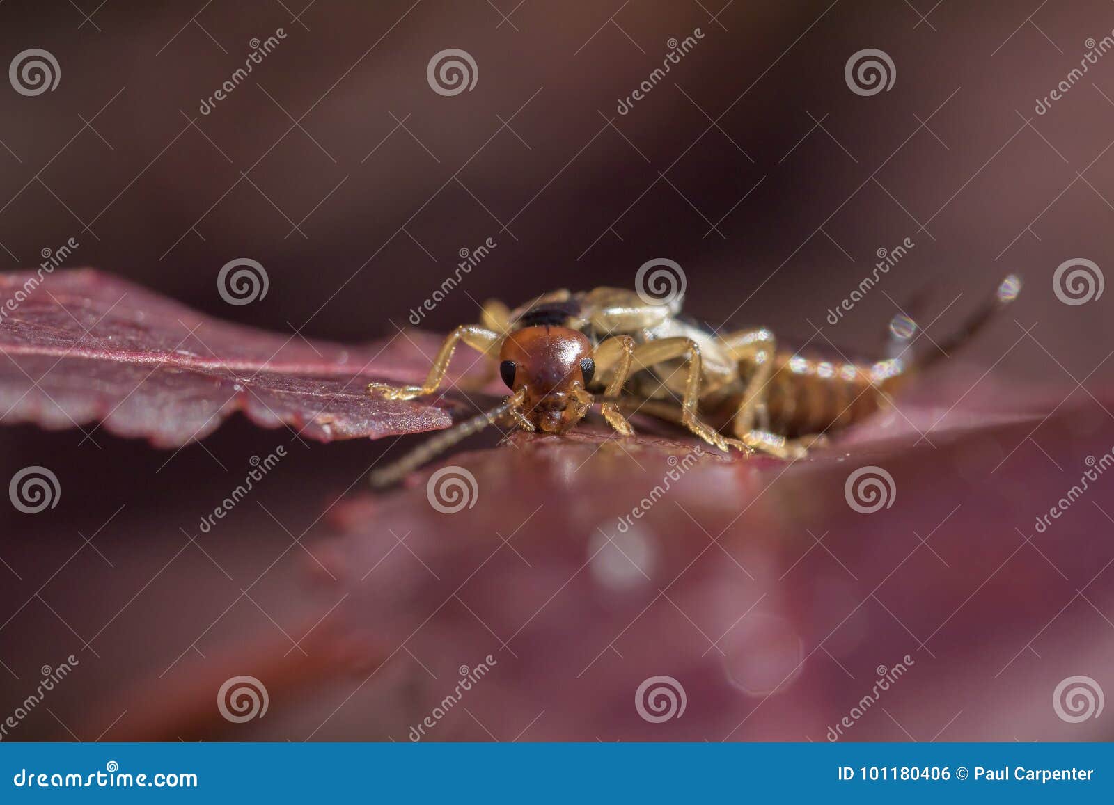 Earwig, Bug, Insect Portrait Stock Photo - Image of females, full ...