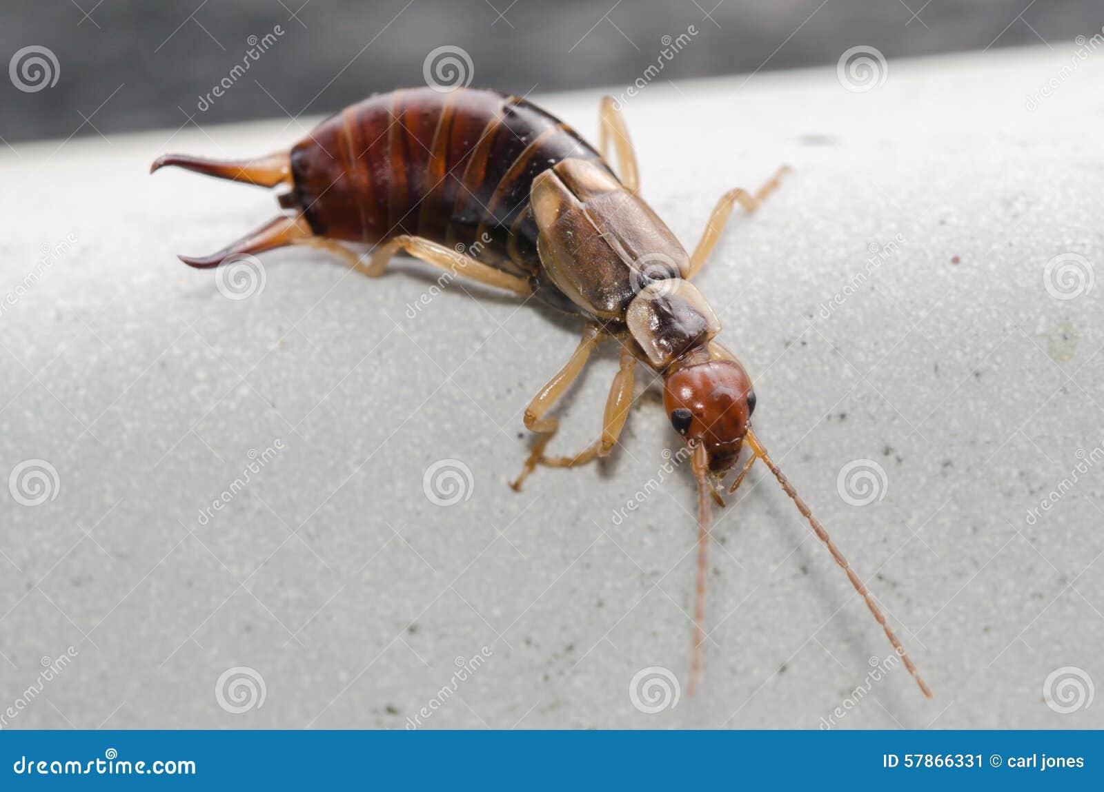 Earwig Crawling stock image. Image of insect, earwig - 57866331