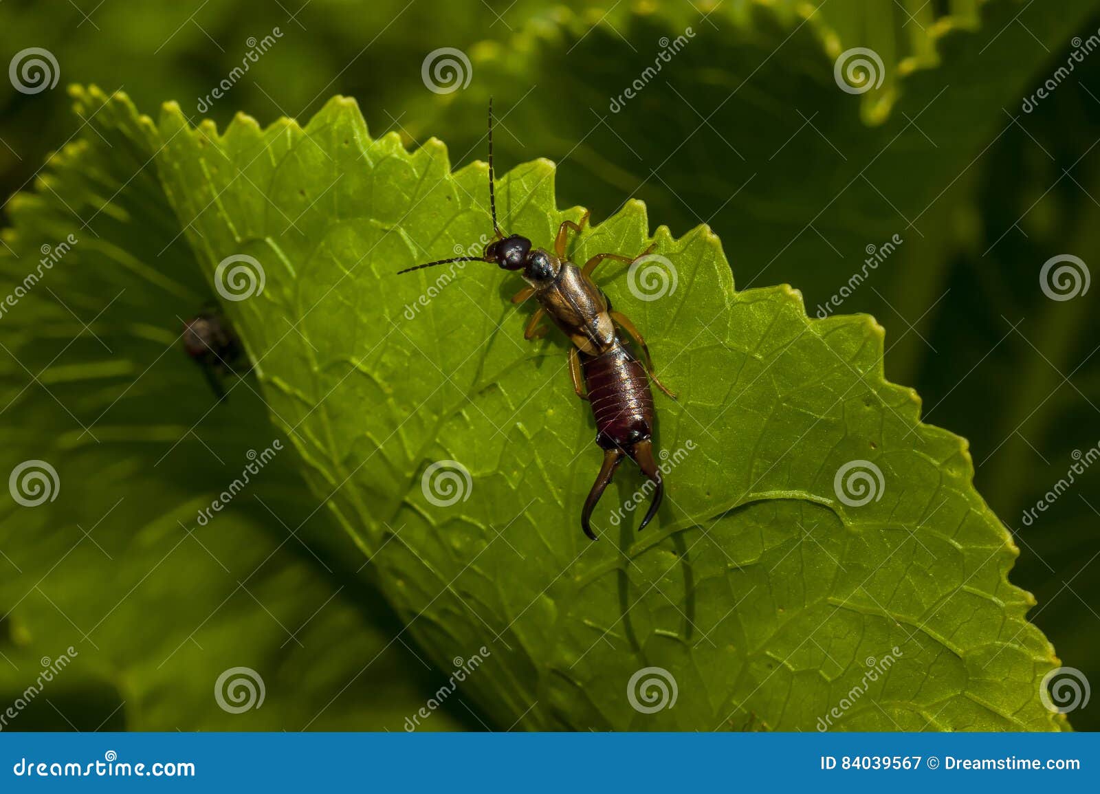 Earwig hunting stock image. Image of green, bugs, macro - 84039567