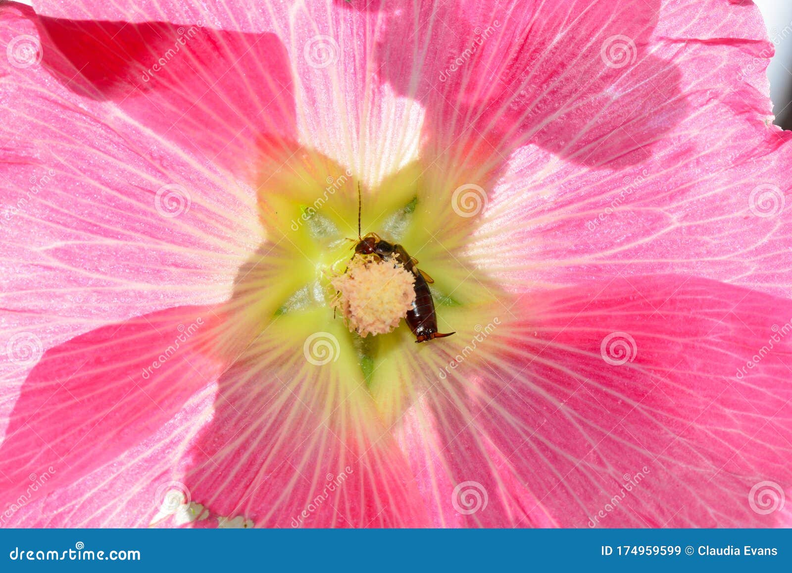 Earwig Insect Dermaptera in a Flower Stock Image - Image of earwig ...