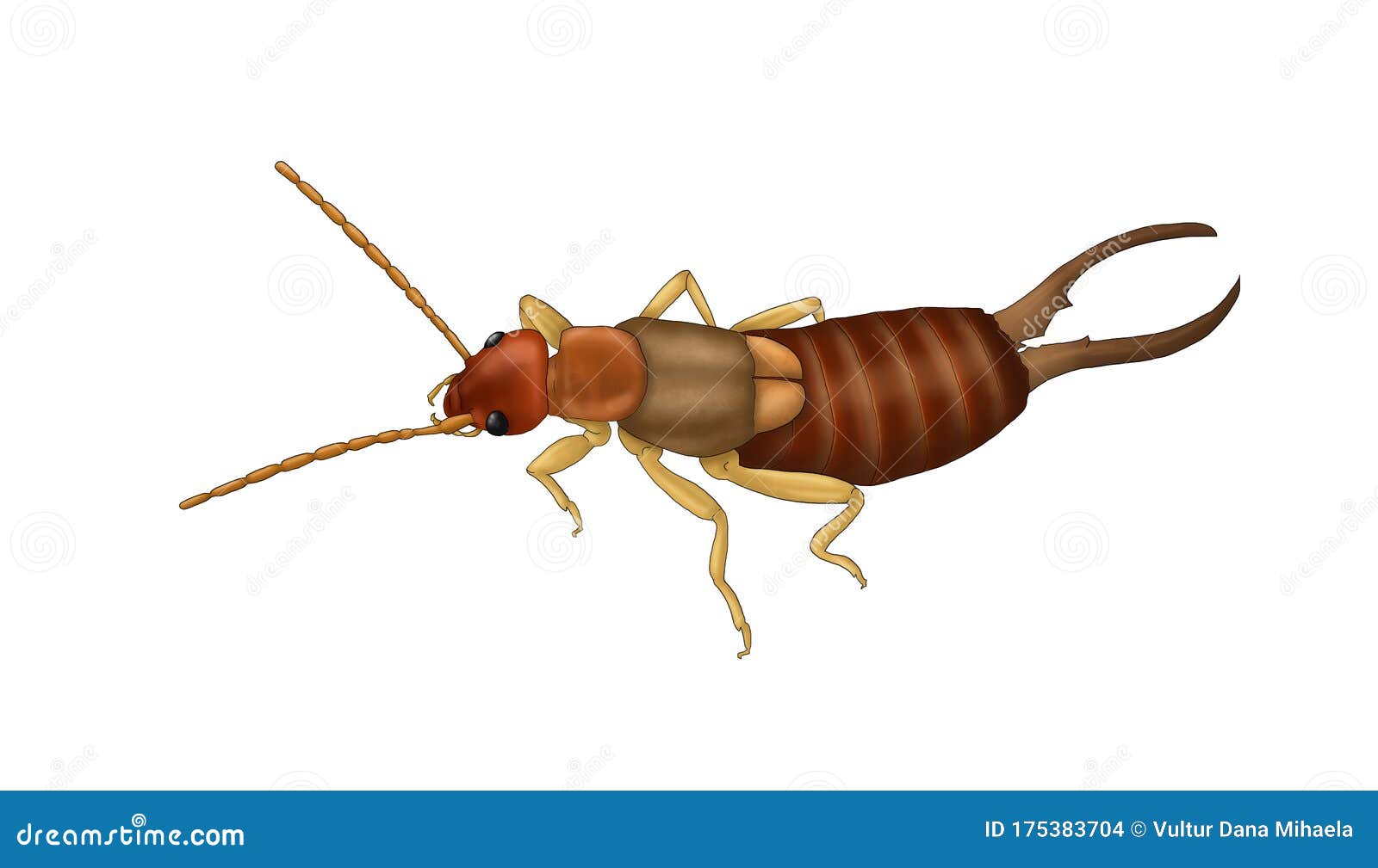 Earwig Cartoons, Illustrations & Vector Stock Images - 1233 Pictures to ...