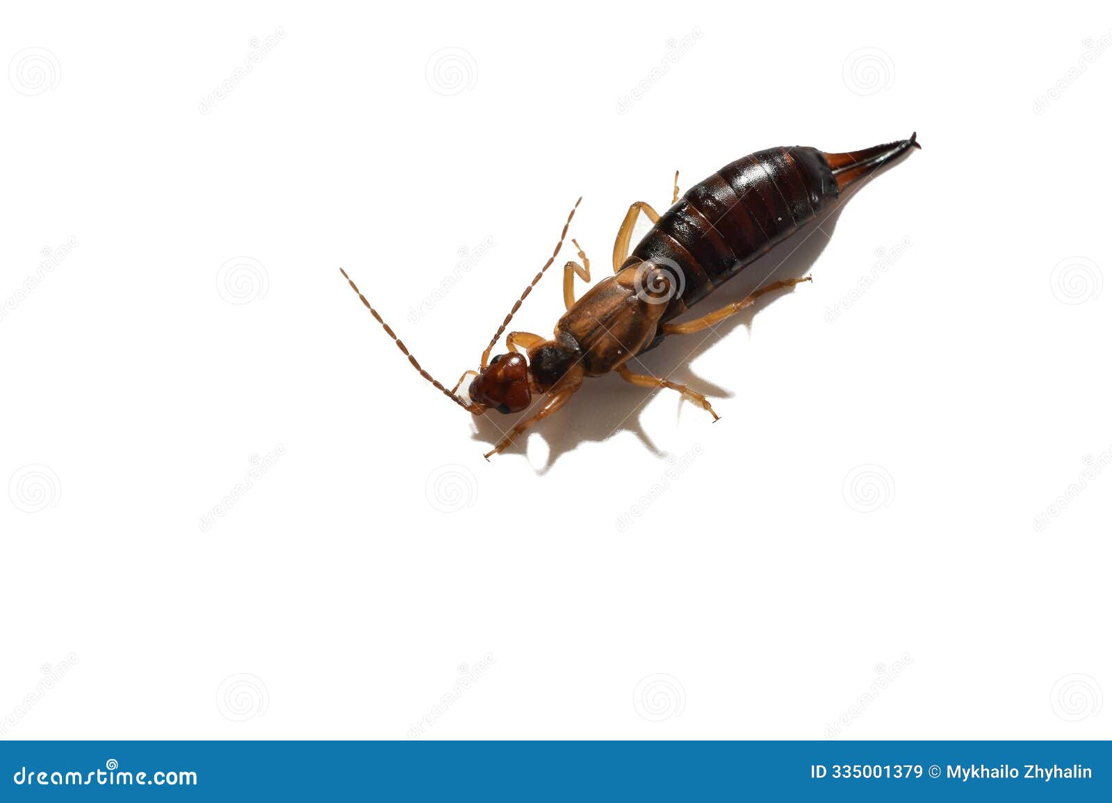 Earwig insect, top view. stock image. Image of wild - 335001379