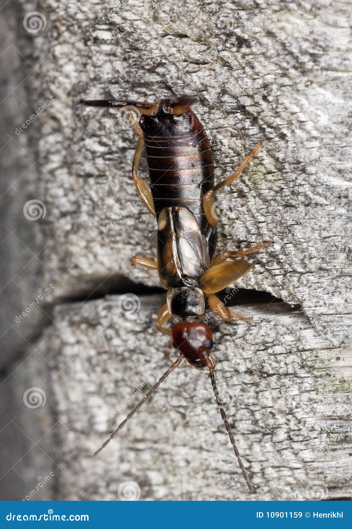 Earwig. Macro photo. stock image. Image of vertical, antenna - 10901159
