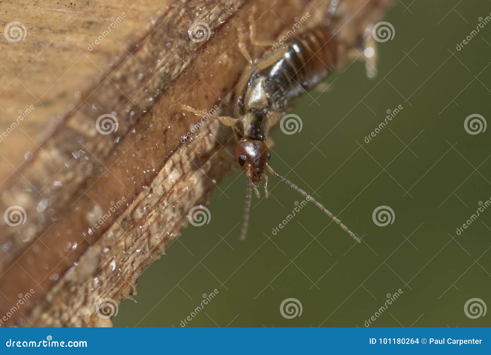 Earwig, Bug, Insect Portrait Stock Photo - Image of brown, face: 101180264