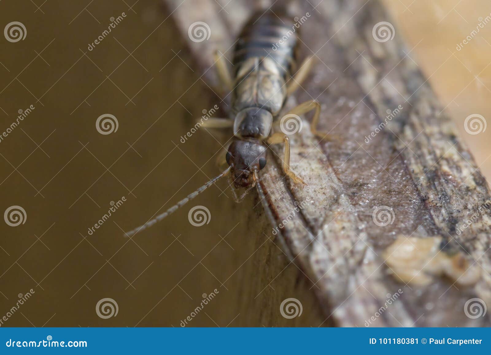 Earwig, Bug, Insect Portrait Stock Image - Image of edge, face: 101180381