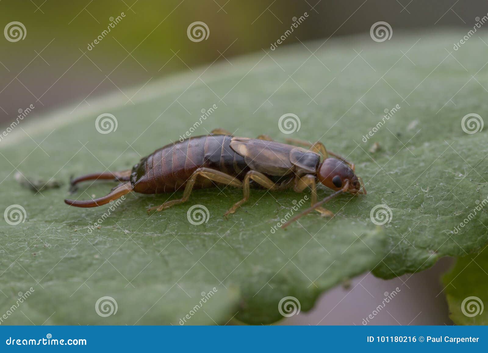 Earwig, Bug, Insect Portrait Stock Photo - Image of faced, black: 101180216