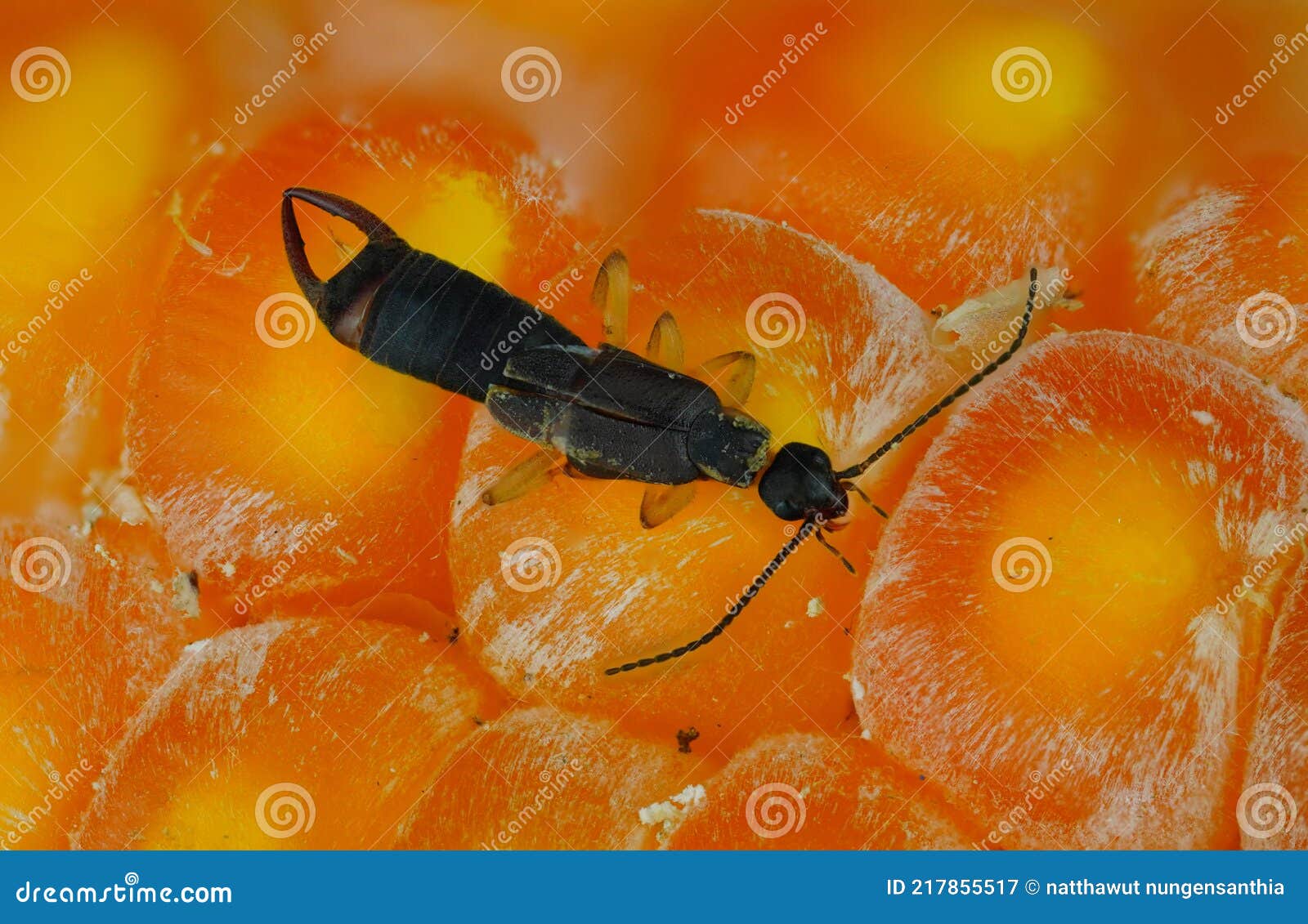 An Earwig Predator on a Translucent Corn Background Stock Image - Image ...