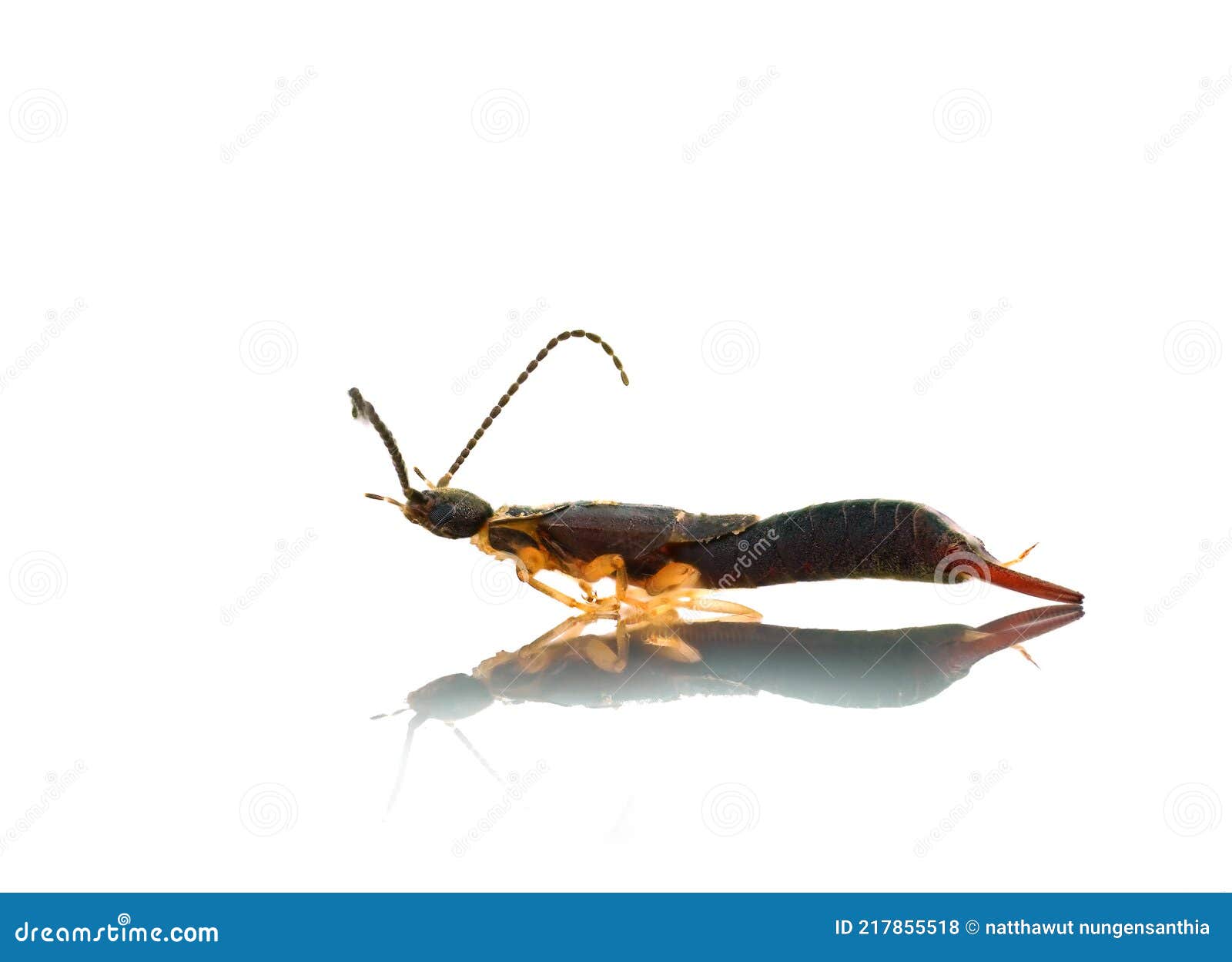 An Earwig Predator on a Translucent White Background Stock Photo ...