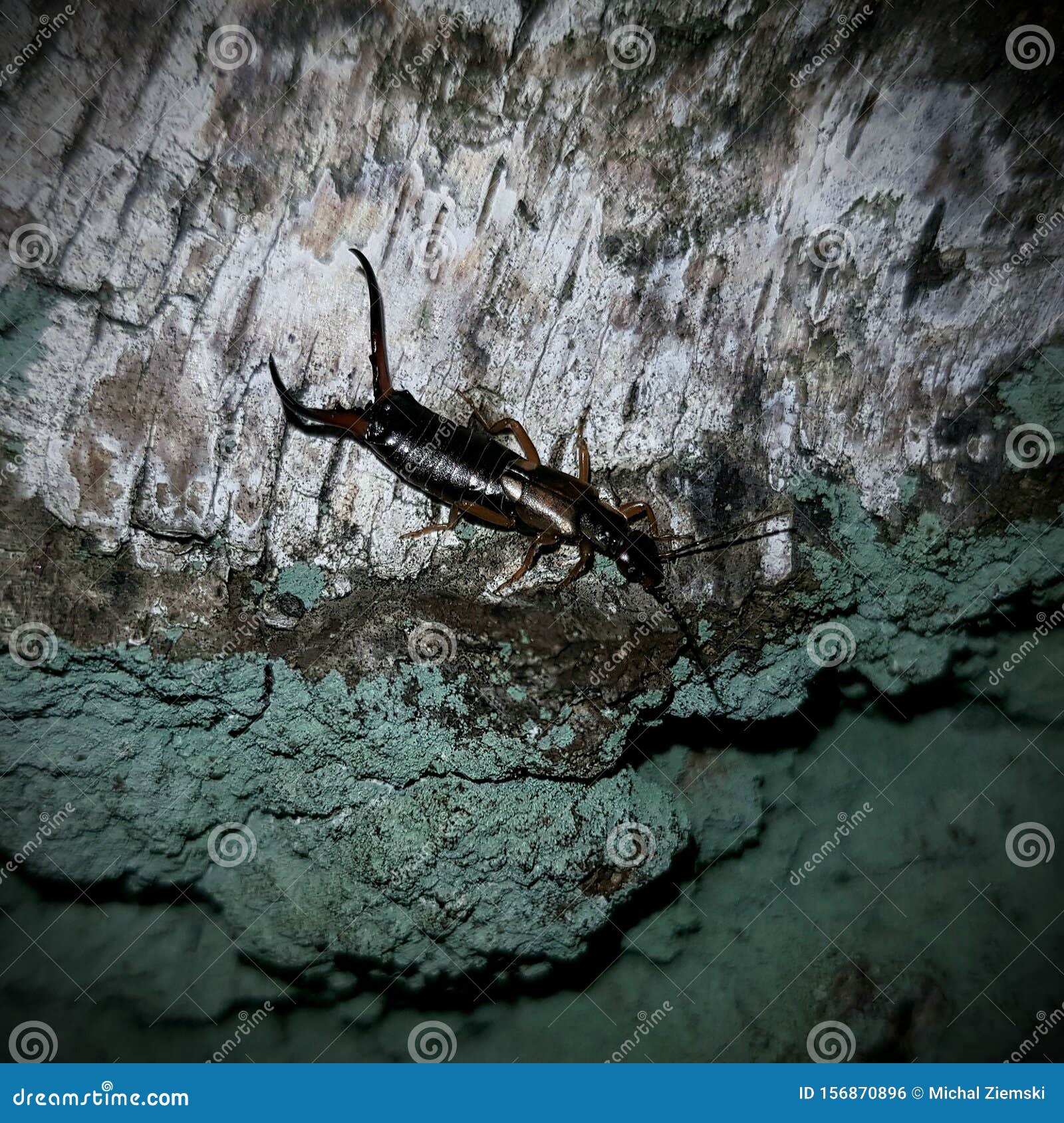 Earwig on a tree macro stock photo. Image of night, insect - 156870896
