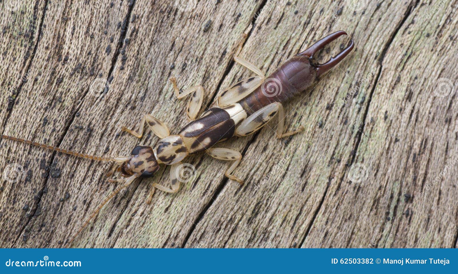 Earwig stock photo. Image of nature, world, animal, unique - 62503382