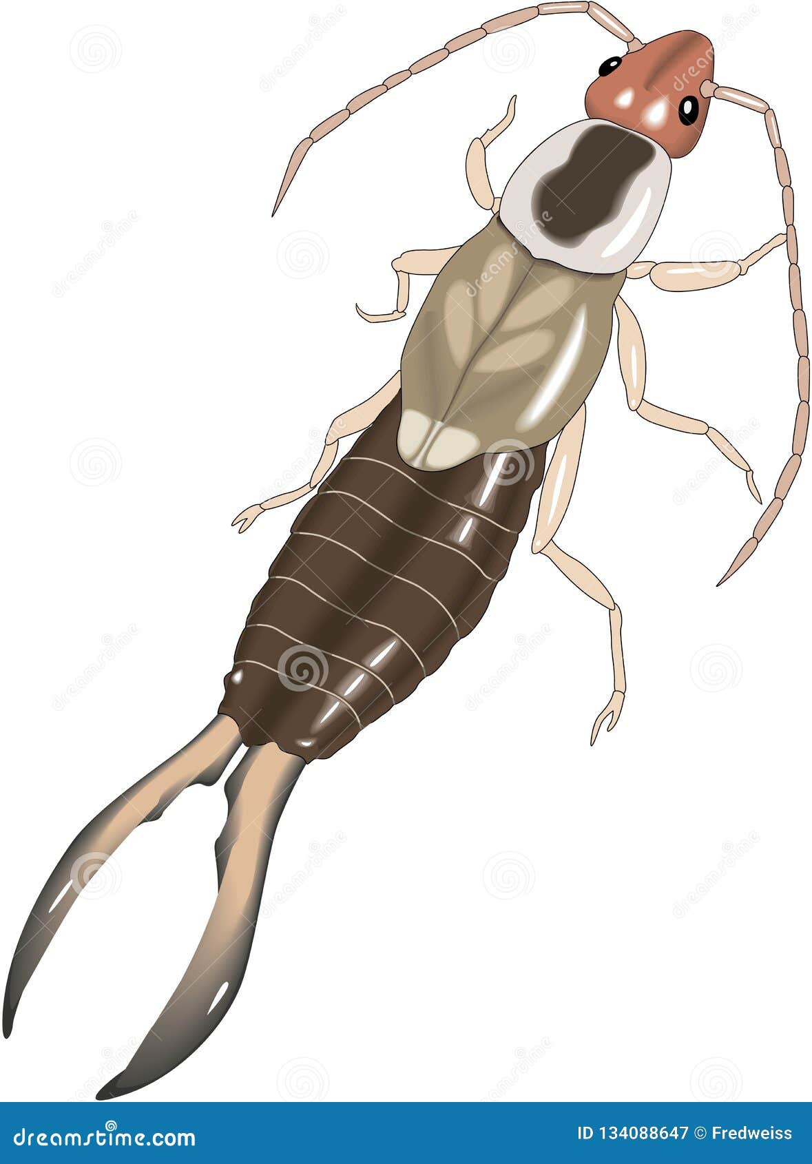 Earwig Vector Illustration stock vector. Illustration of parasite ...