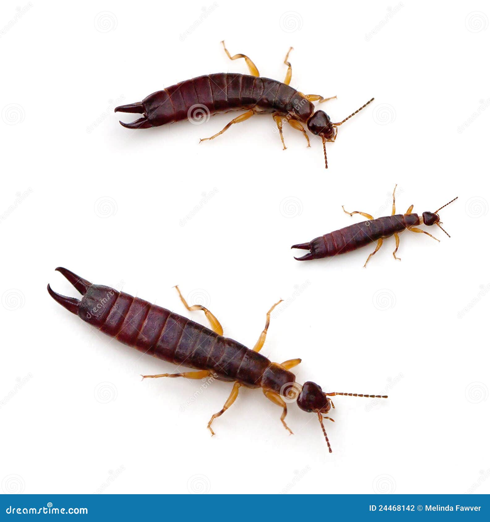 Earwigs stock photo. Image of crawling, close, insect - 24468142