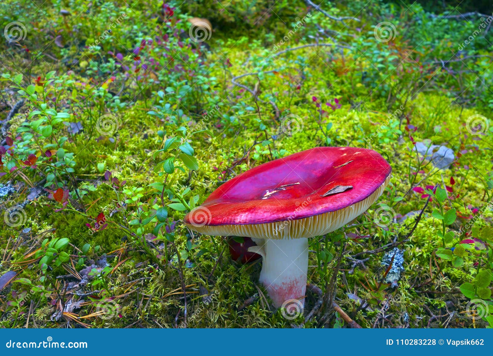 Russula. stock photo. Image of nature, growing, mushroom - 110283228