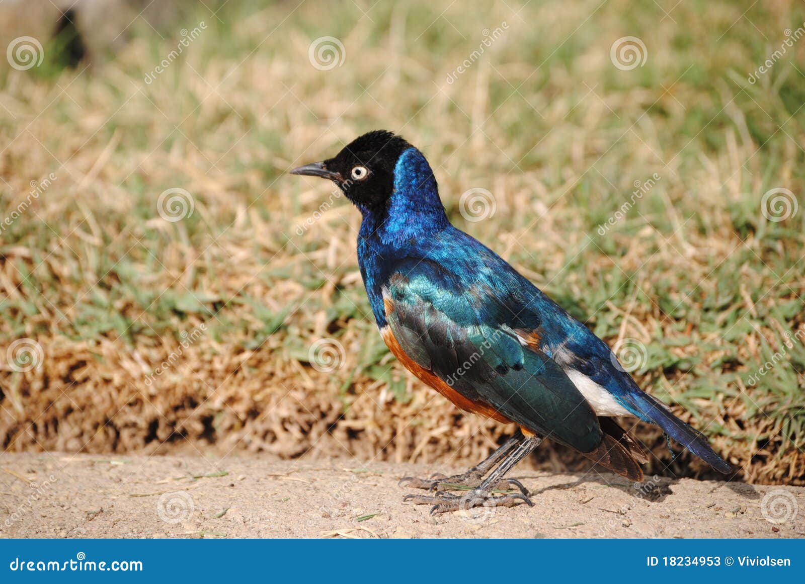East african bird stock image. Image of east, orange - 18234953