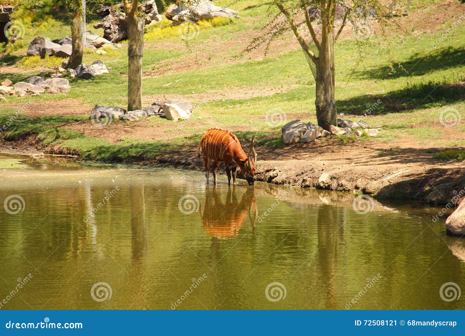 East African Bongo stock image. Image of east, african - 72508121