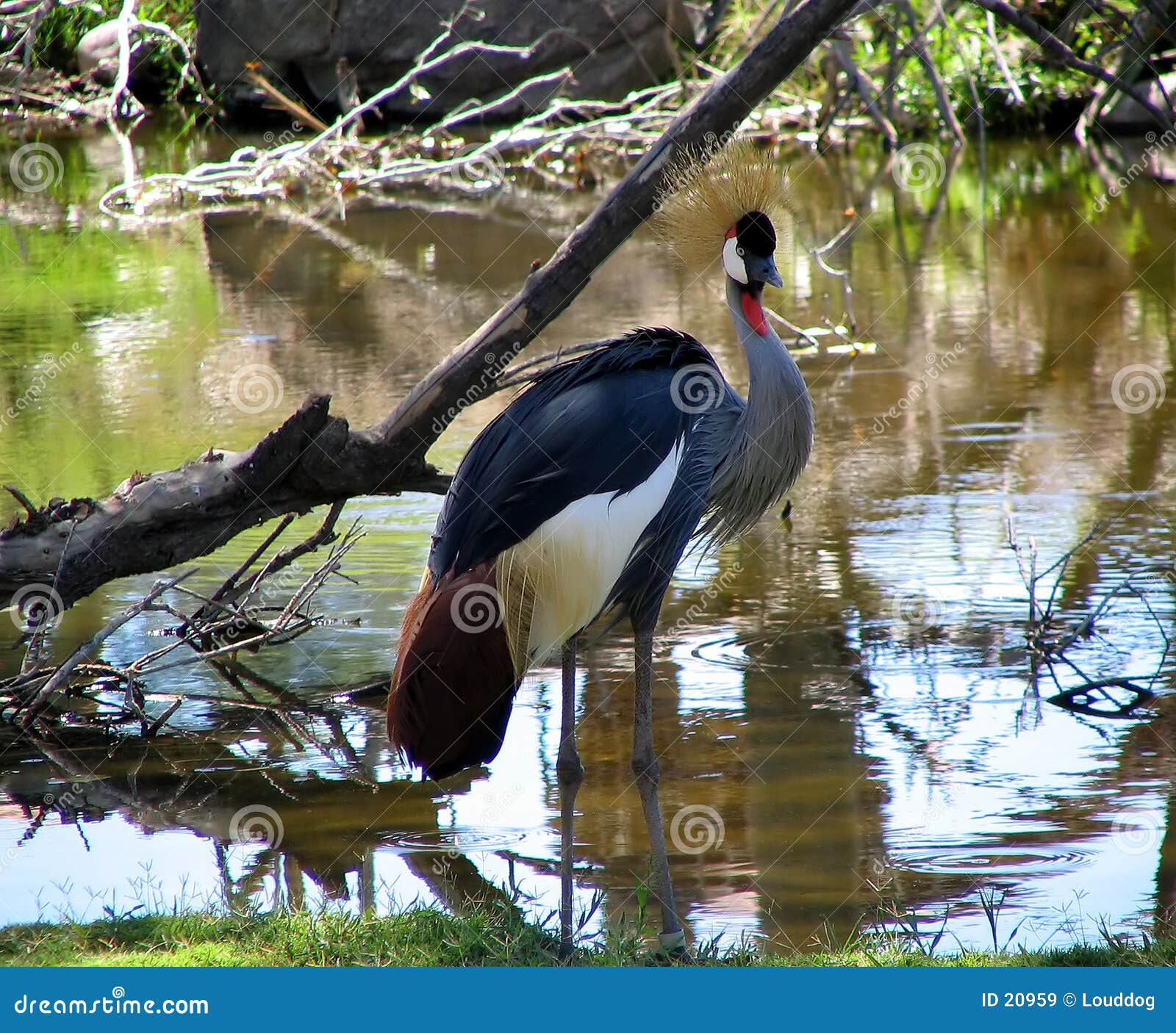 African Crowned Stork Royalty-Free Stock Photography | CartoonDealer ...