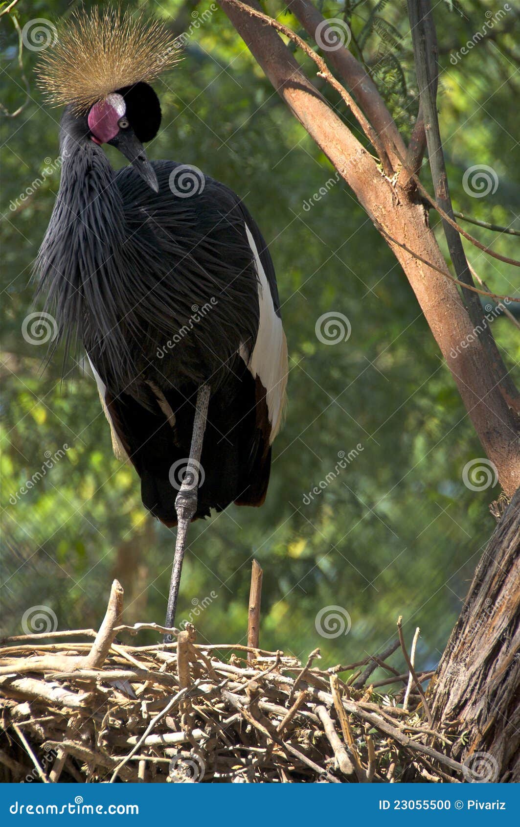 African Crowned Stork Royalty-Free Stock Photography | CartoonDealer ...