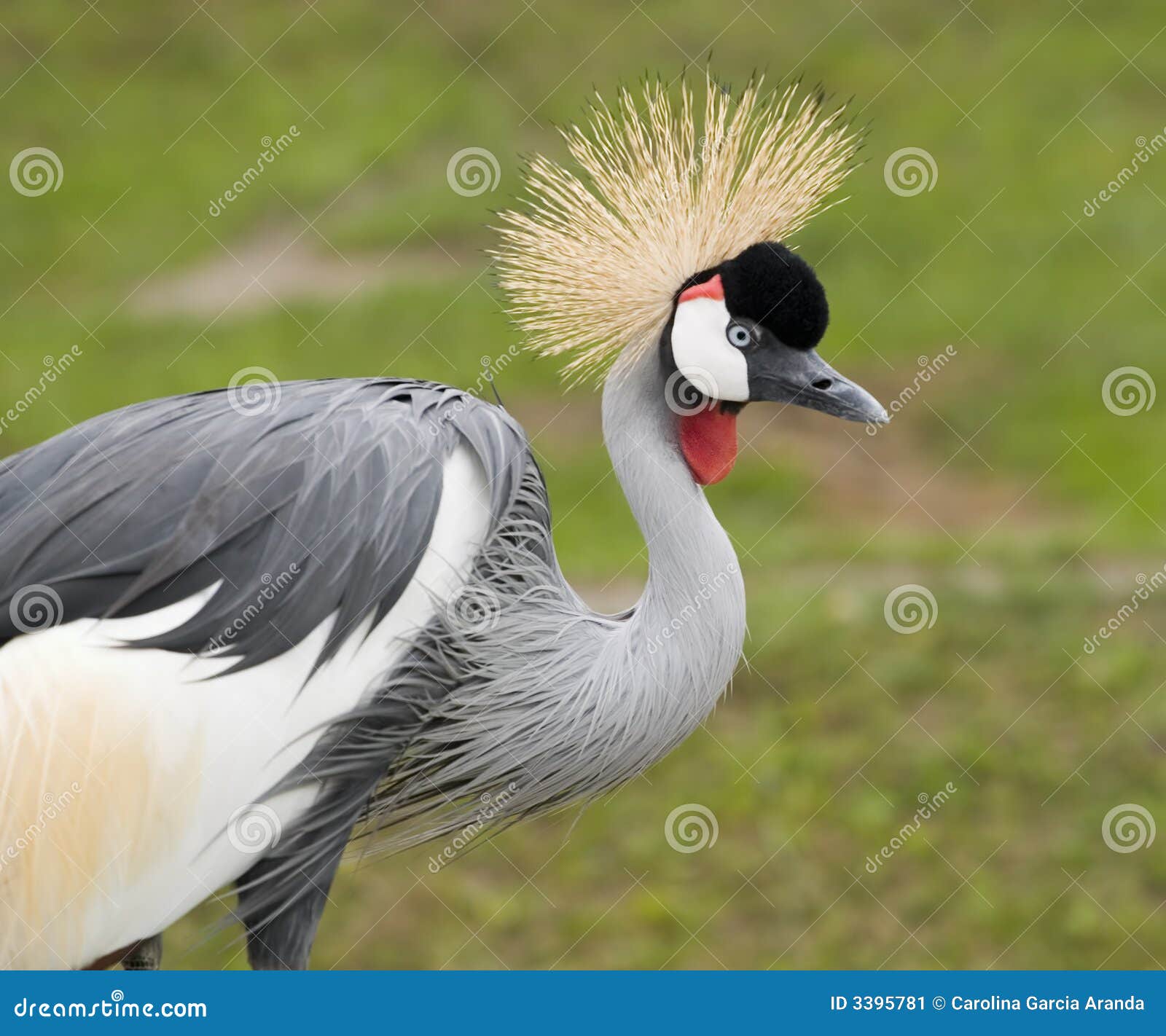 African Crowned Stork Royalty-Free Stock Photography | CartoonDealer ...