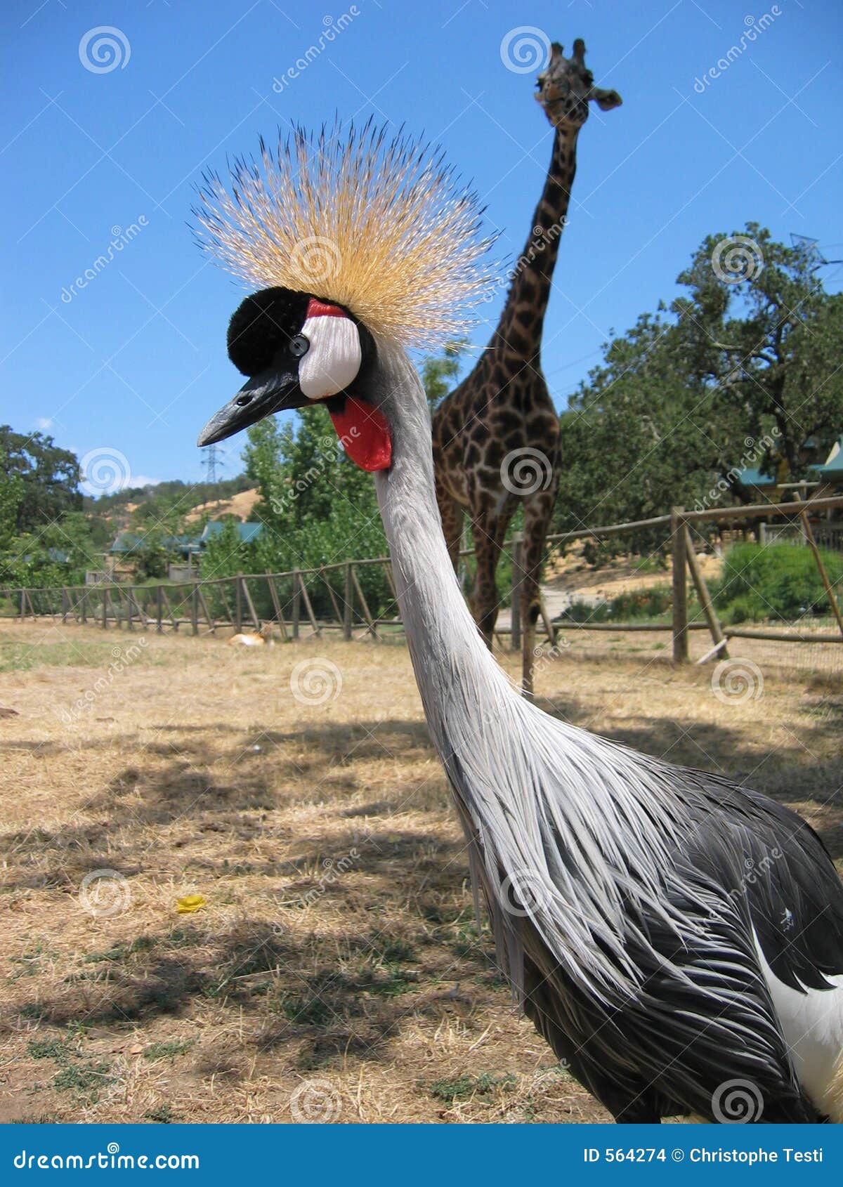African Crowned Stork Royalty-Free Stock Photography | CartoonDealer ...