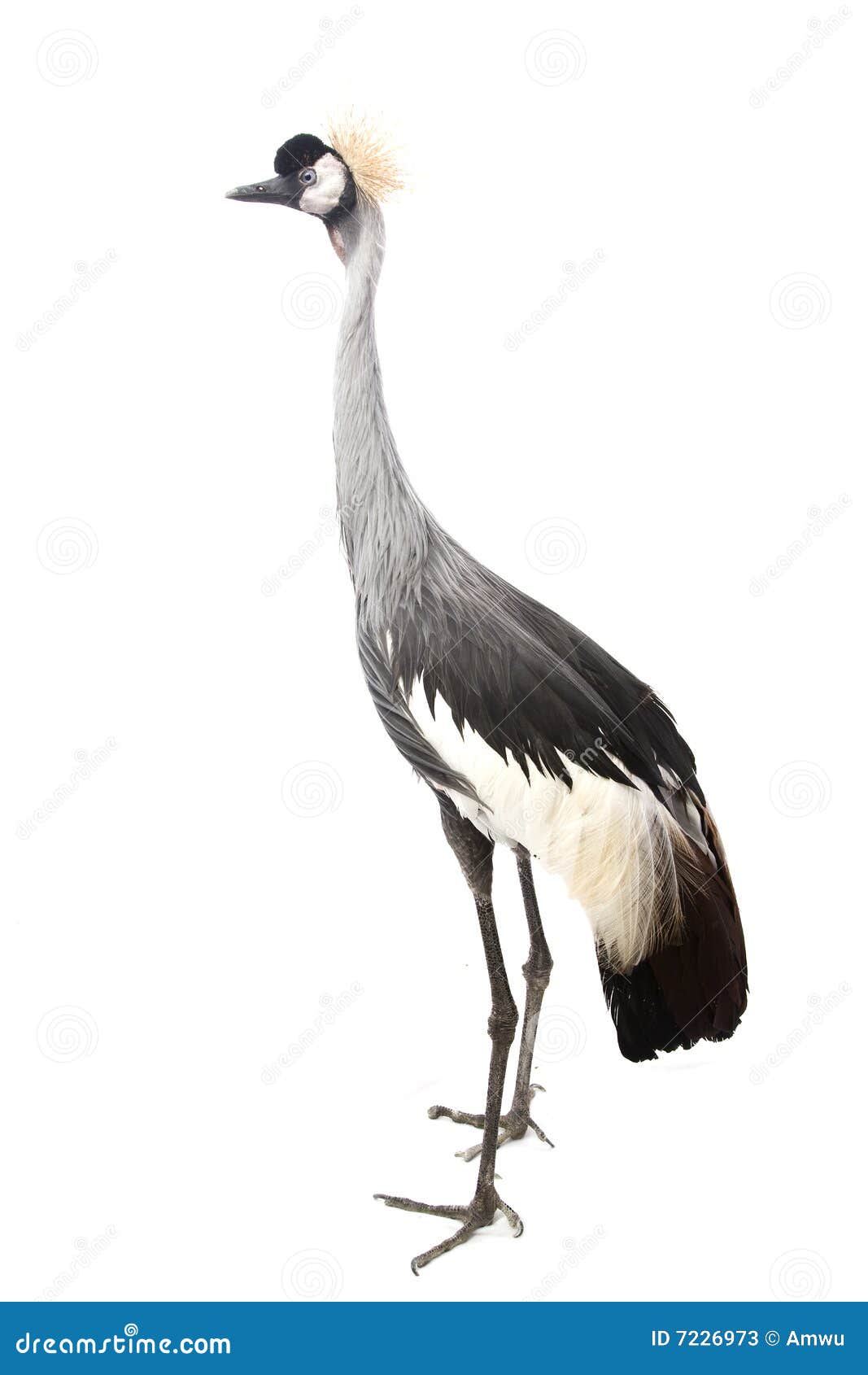 African Crowned Stork Royalty-Free Stock Photography | CartoonDealer ...