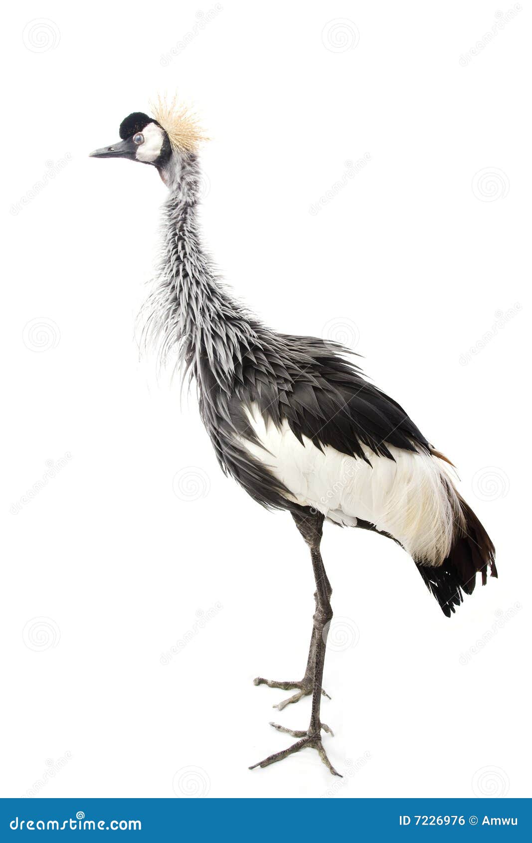 African Crowned Stork Royalty-Free Stock Photography | CartoonDealer ...