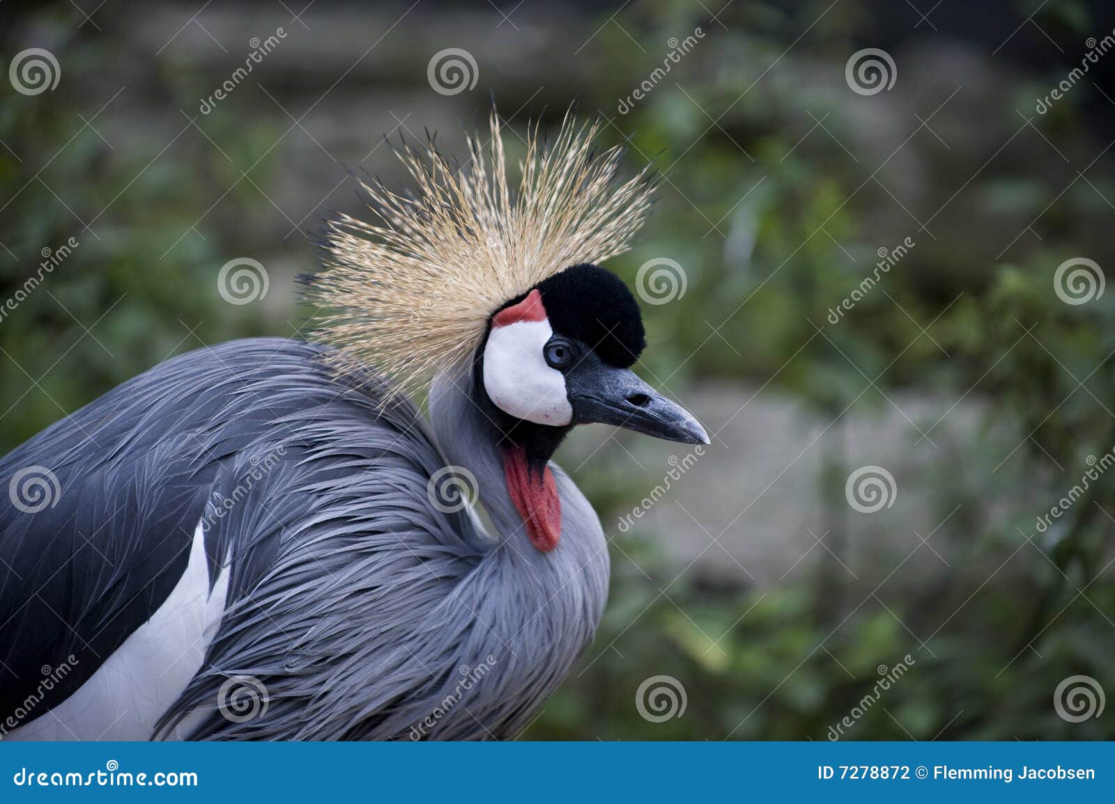 African Crowned Stork Royalty-Free Stock Photography | CartoonDealer ...