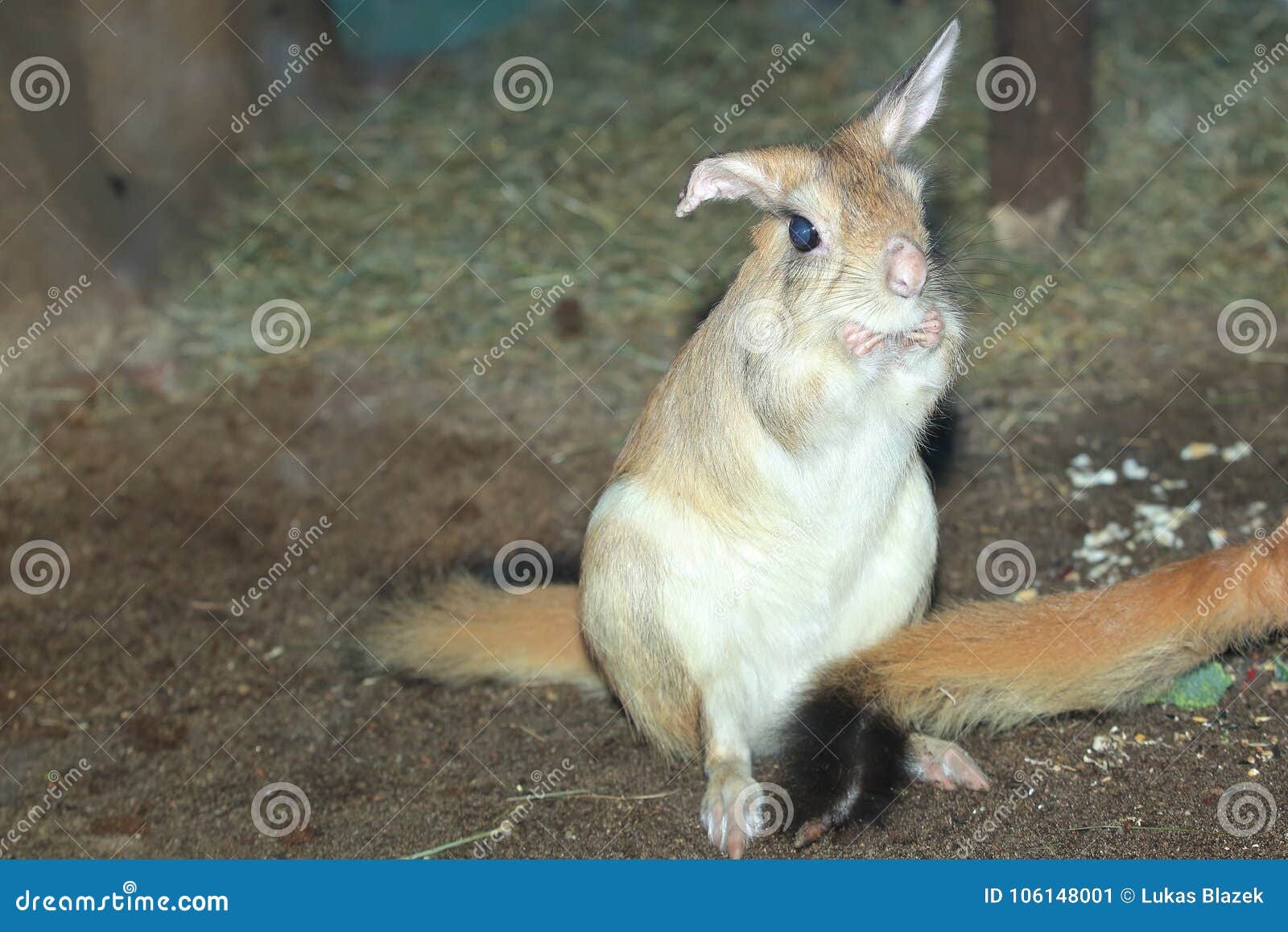 Springhare, Pedetes Capensis, Standing Royalty-Free Stock Photography ...