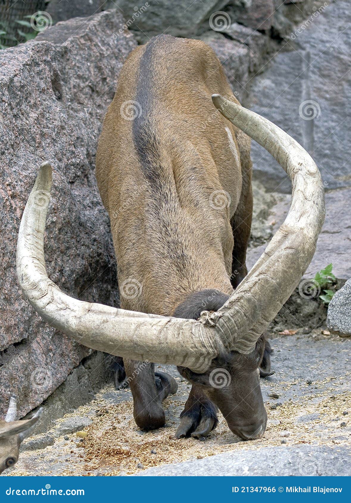 East Caucasian Tur 1 Royalty Free Stock Image - Image: 21347966