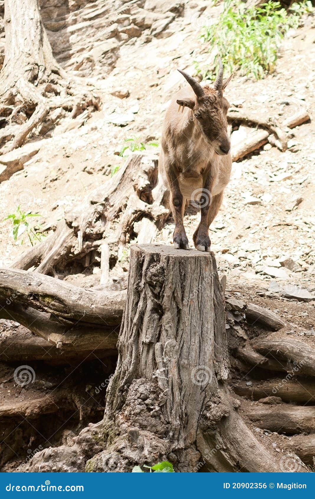 East caucasian tur stock photo. Image of horn, hoof, herd - 20902356