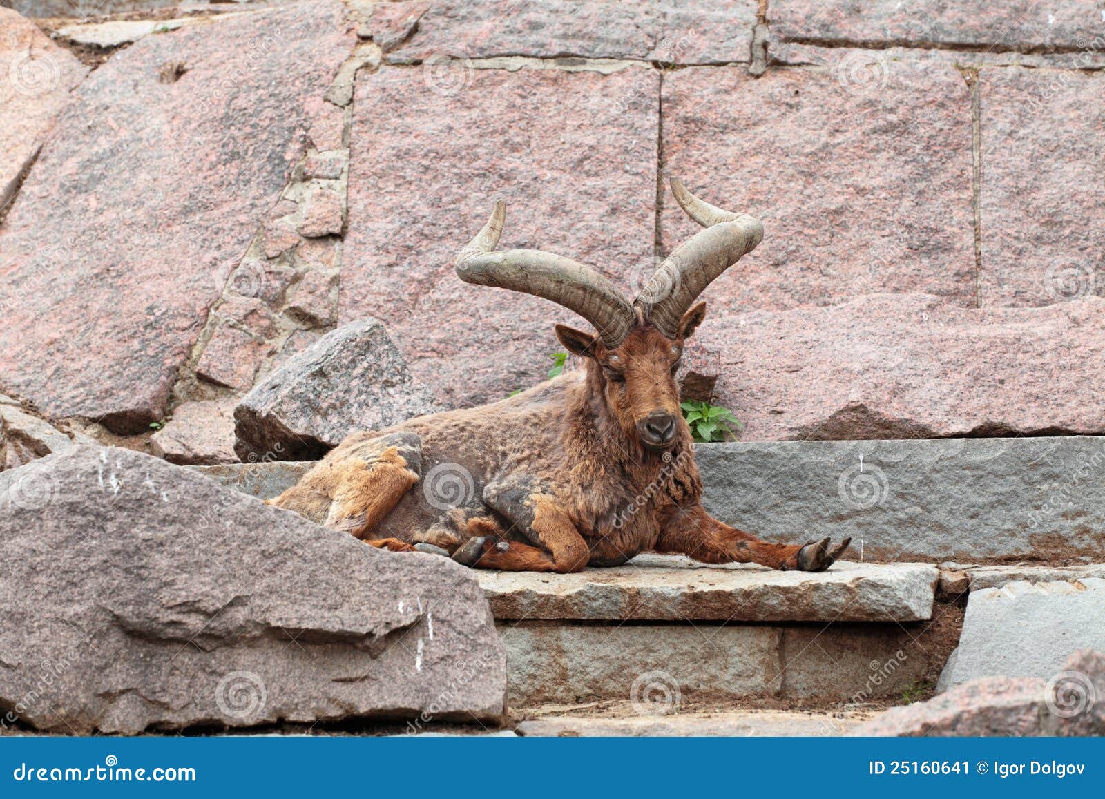 East Caucasian tur stock image. Image of nature, caprinae - 25160641