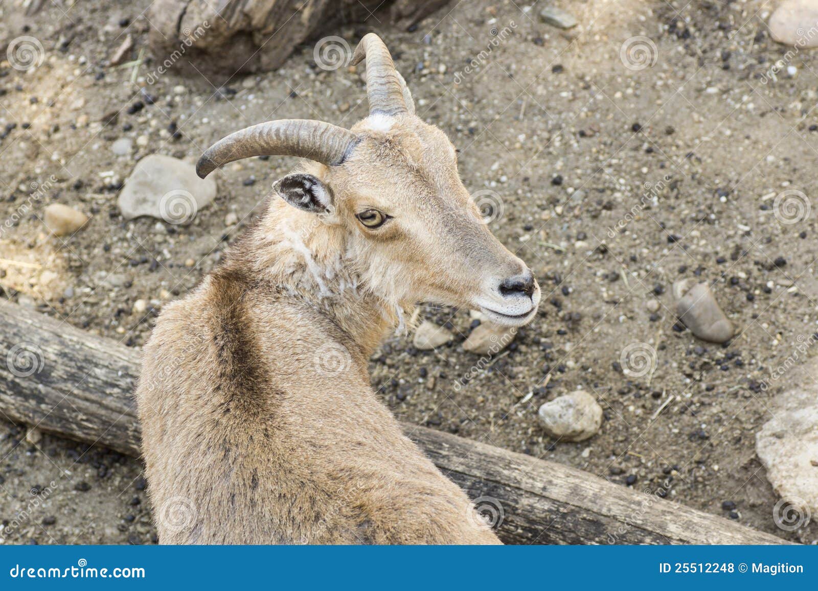 East caucasian tur stock photo. Image of animal, portrait - 25512248