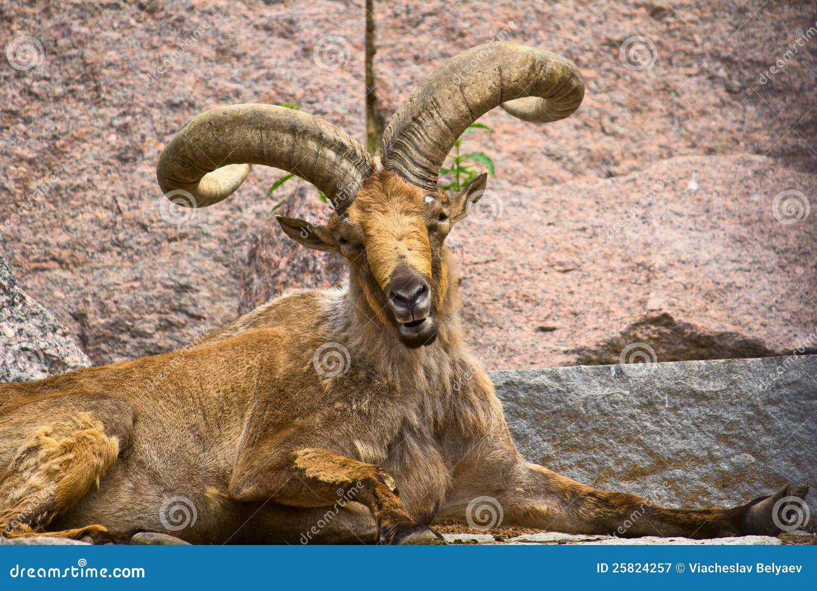East caucasian tur stock image. Image of animal, zoological - 25824257