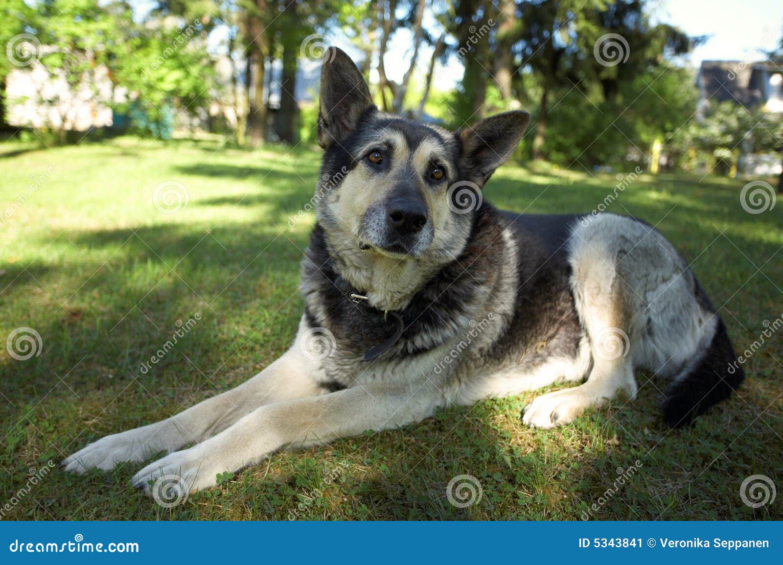 East European Shepherd stock image. Image of grass, agile - 5343841