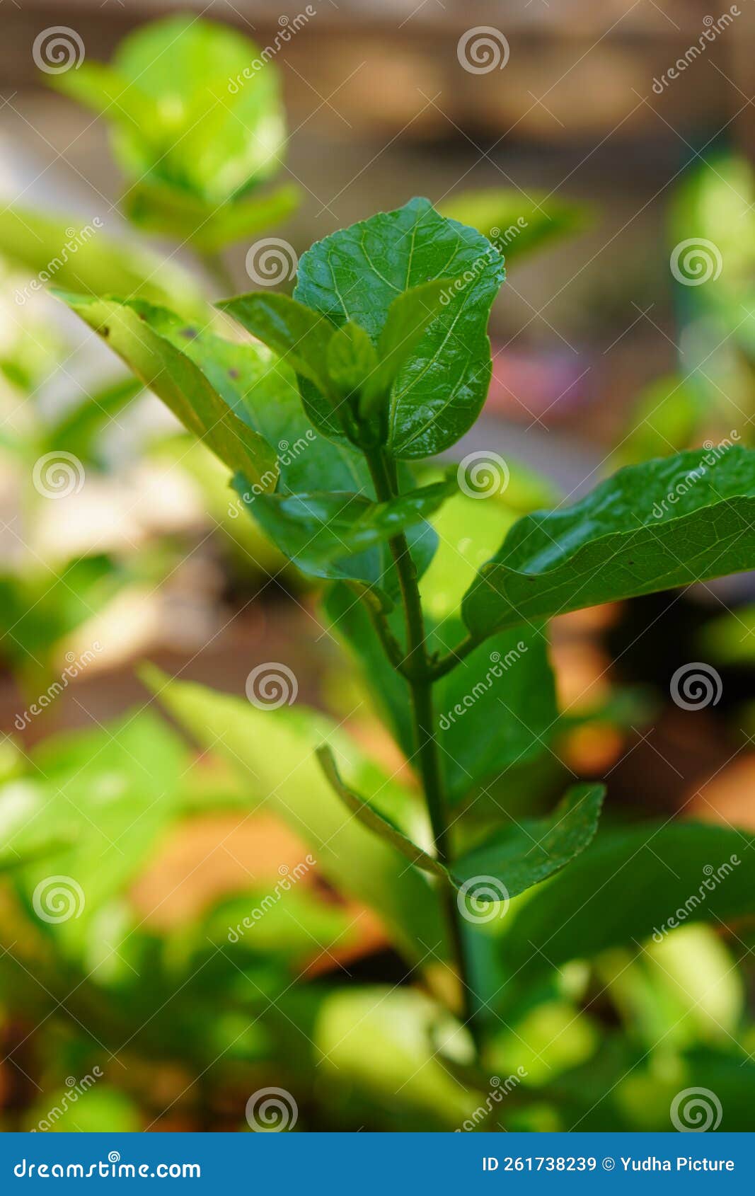 East Java, Indonesia - October 23, 2022: Beautiful Flowers Due To the ...