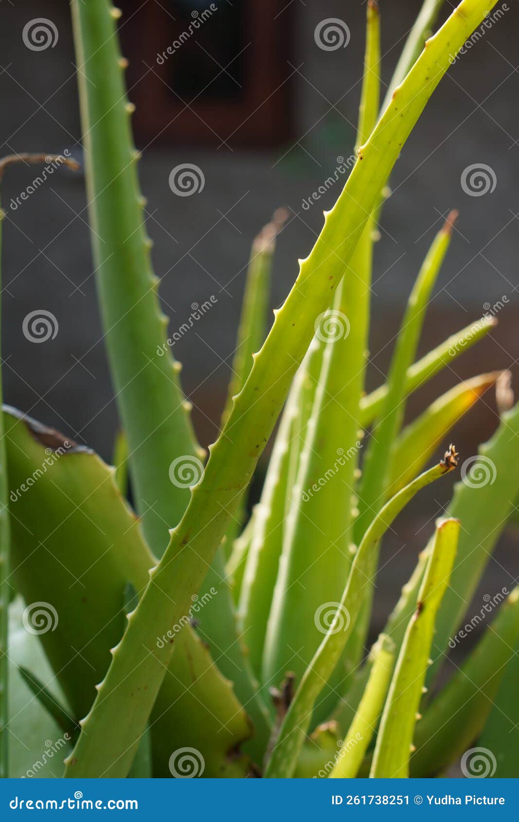 East Java, Indonesia - October 23, 2022: Beautiful Flowers Due To the ...