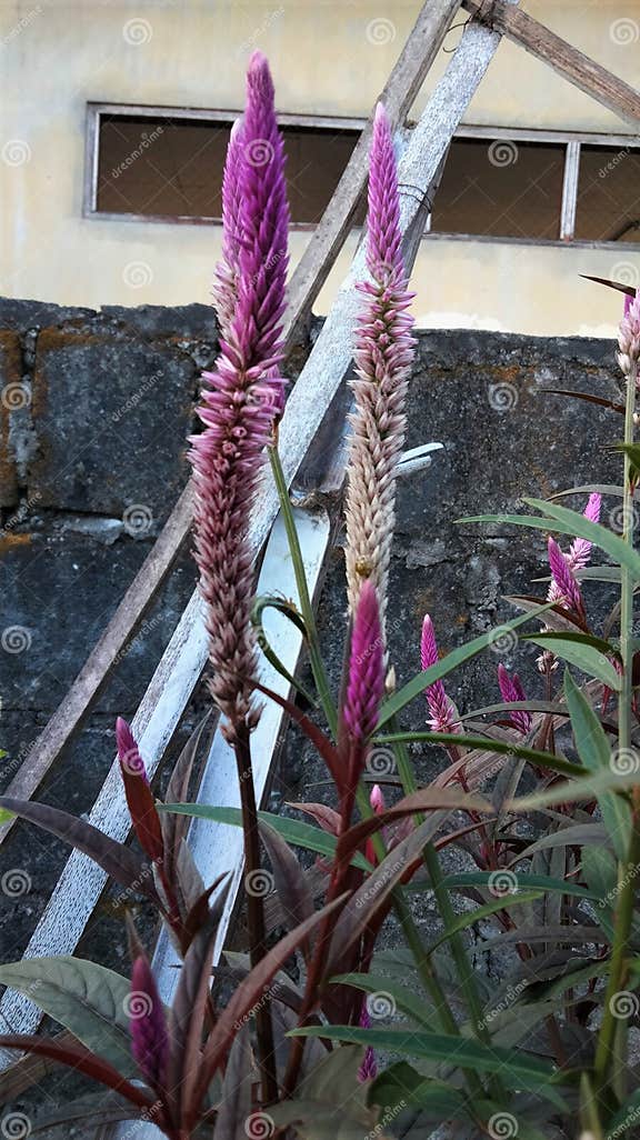 East Java, Indonesia 20th June 2024, Wild Plants on the Edge of ...