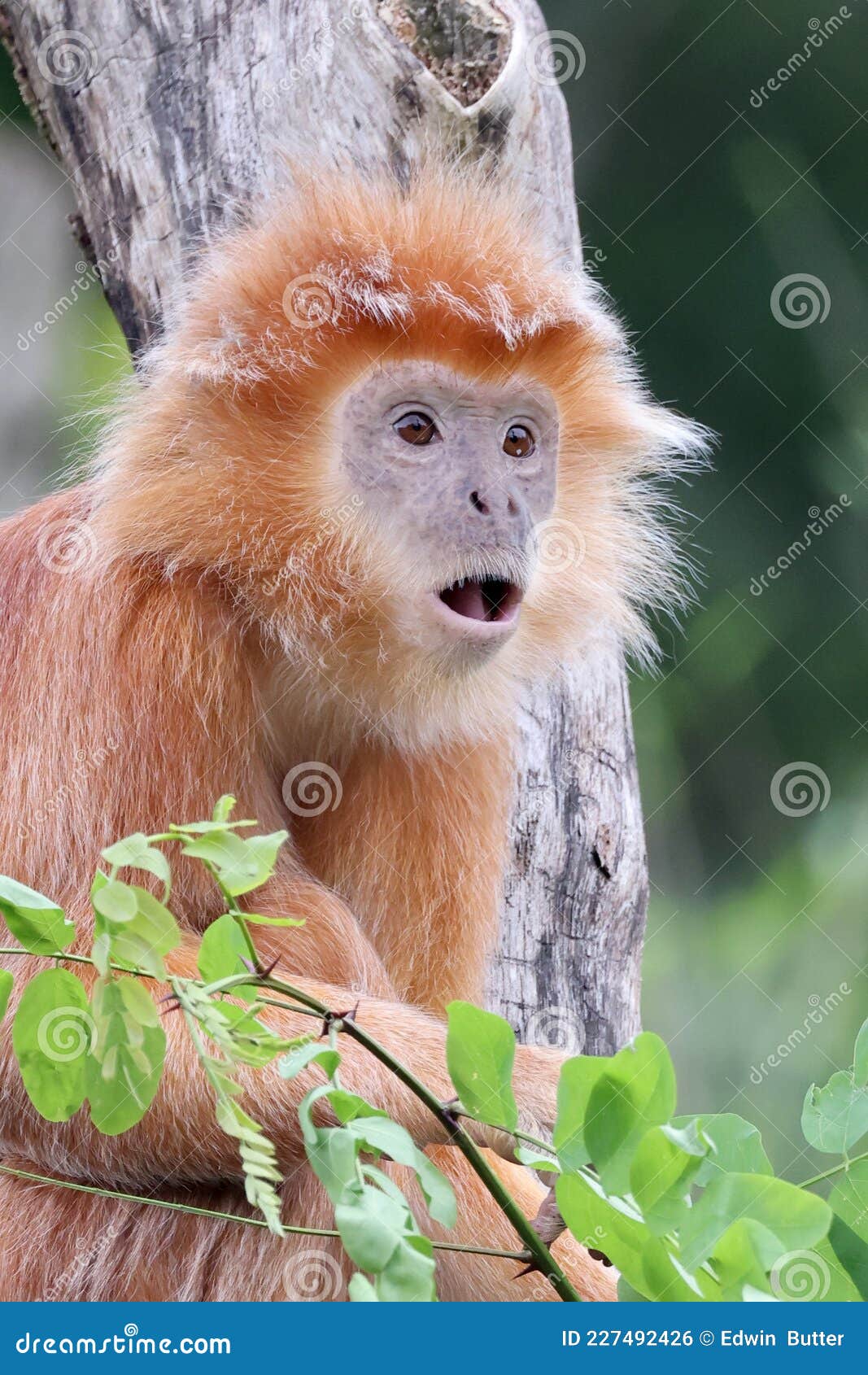 The East Javan langur stock photo. Image of cute, looking - 227492426
