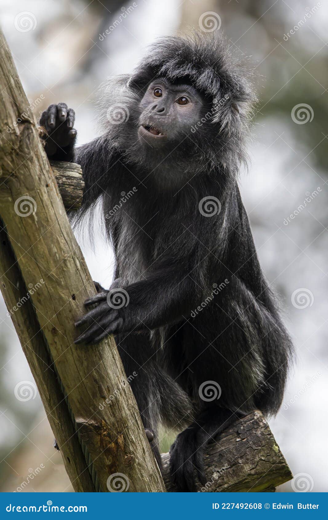 The East Javan langur stock photo. Image of africa, luntung - 227492608