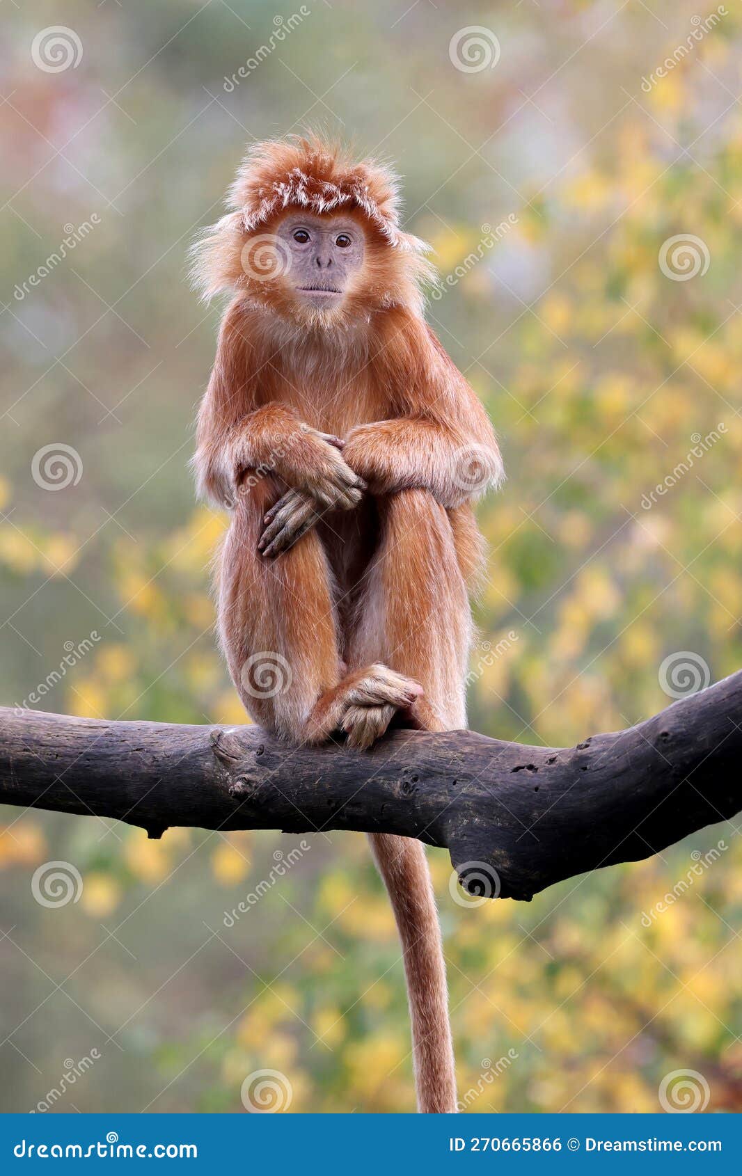 The East Javan Langur (Trachypithecus Auratus) Stock Photo - Image of ...