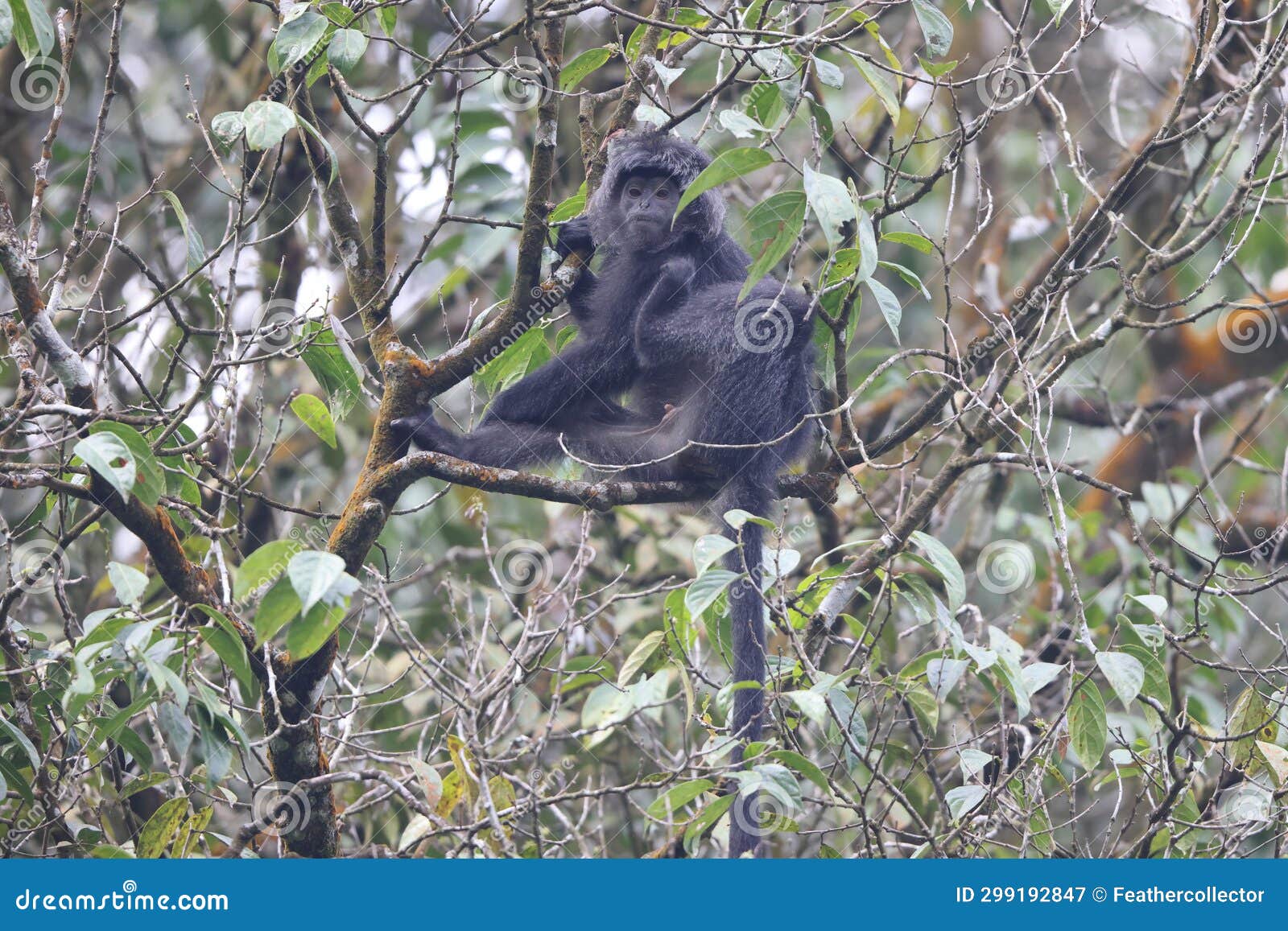 Javan Langur - Trachypithecus Auratus Royalty-Free Stock Photo ...