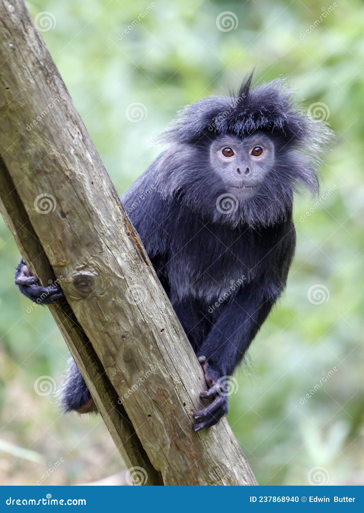 East Javan Langur Trachypithecus Auratus Mother And Child On Tree ...