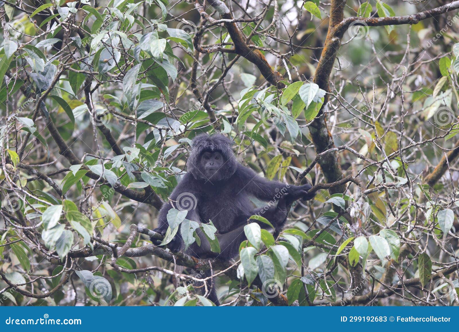 East Javan Langur (Trachypithecus Auratus) in Java Island, Indonesia ...