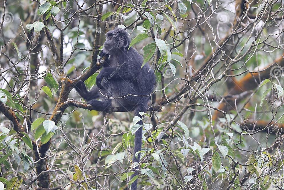East Javan Langur (Trachypithecus Auratus) in Java Island, Indonesia ...