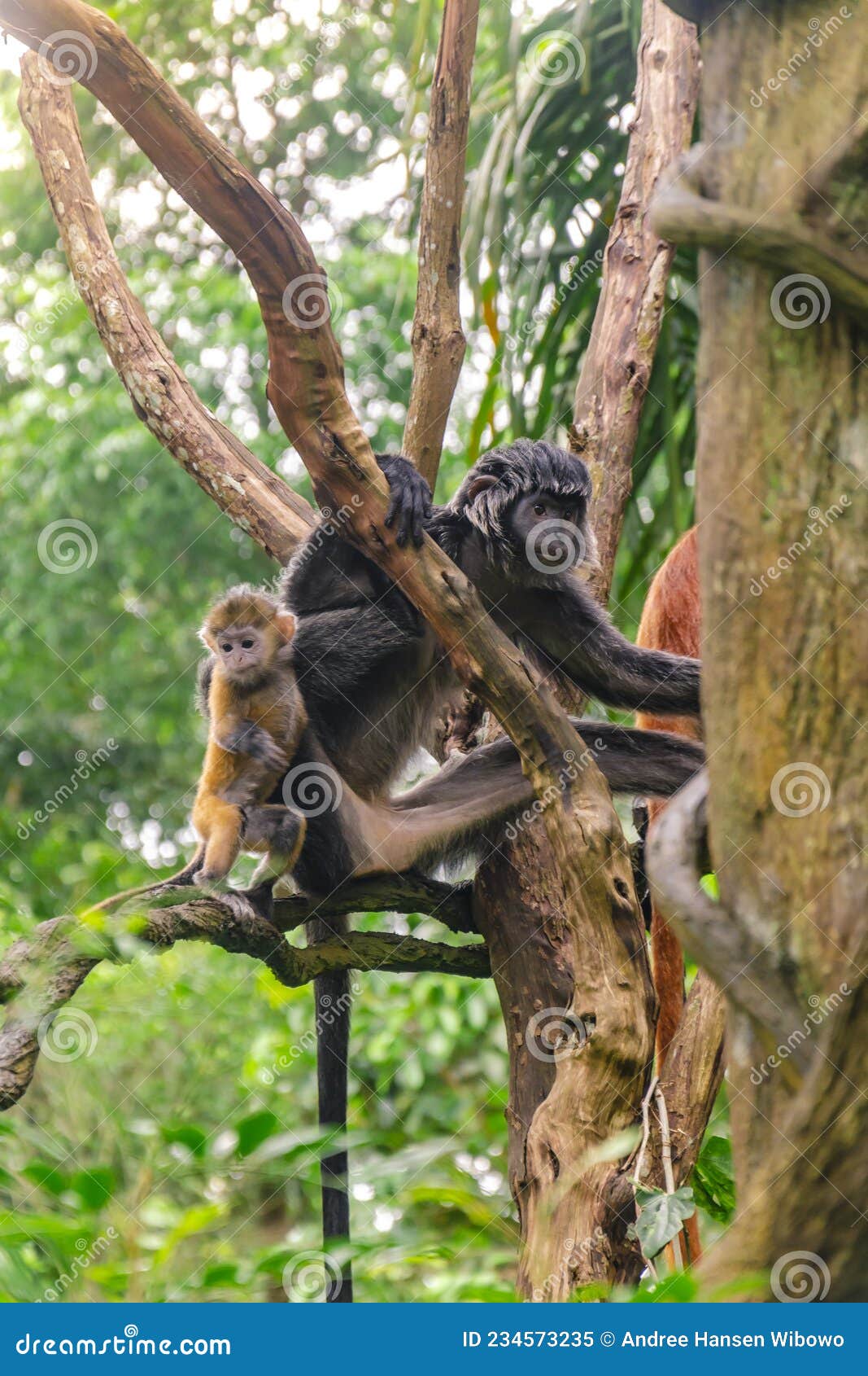 East Javan Langur Trachypithecus Auratus Mother and Child on Tree ...