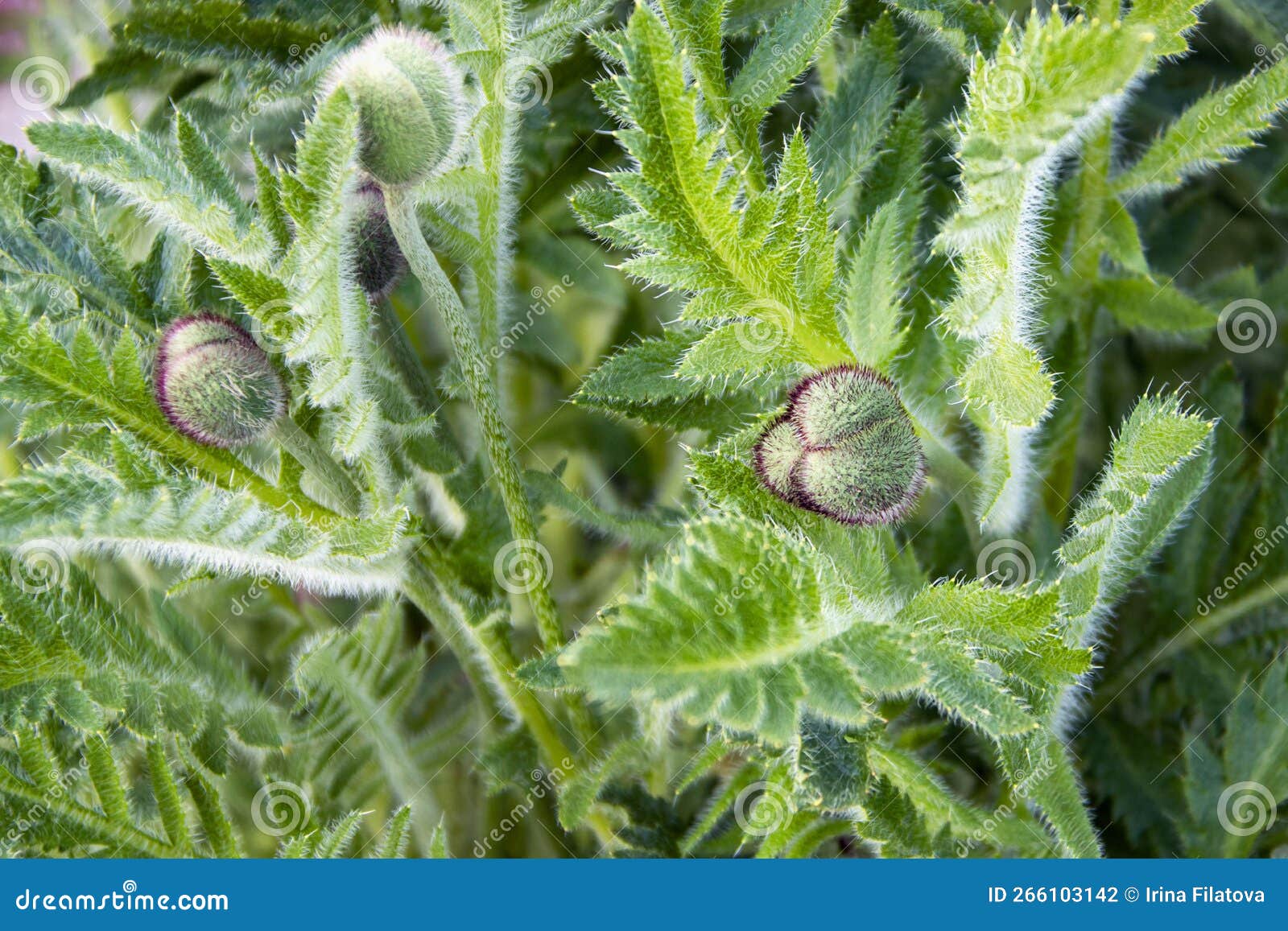 East Poppy Buds Close-up. Beginning of Flowering Stock Photo - Image of ...