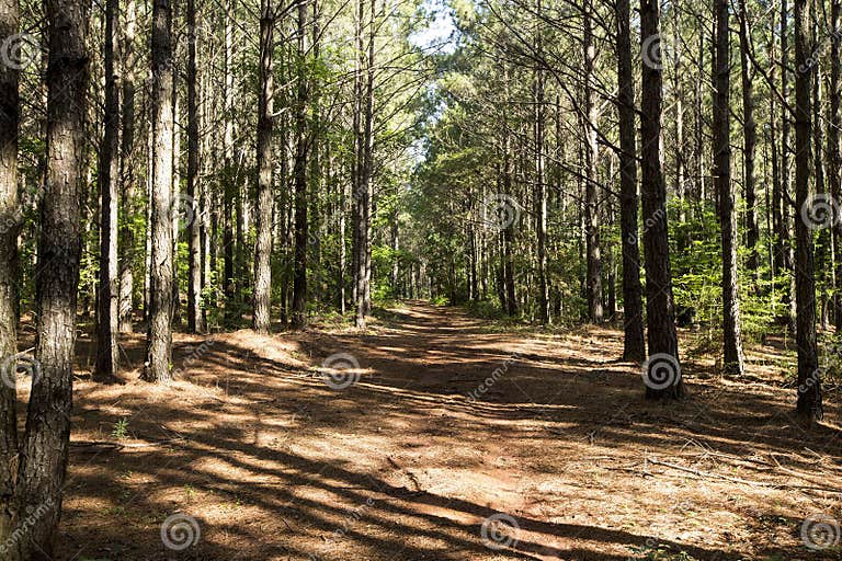 East Texas Forest stock photo. Image of east, walking - 41489956