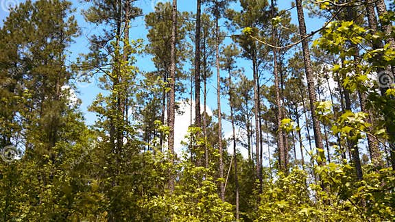 East Texas pine forest stock photo. Image of forest, woods - 87461128
