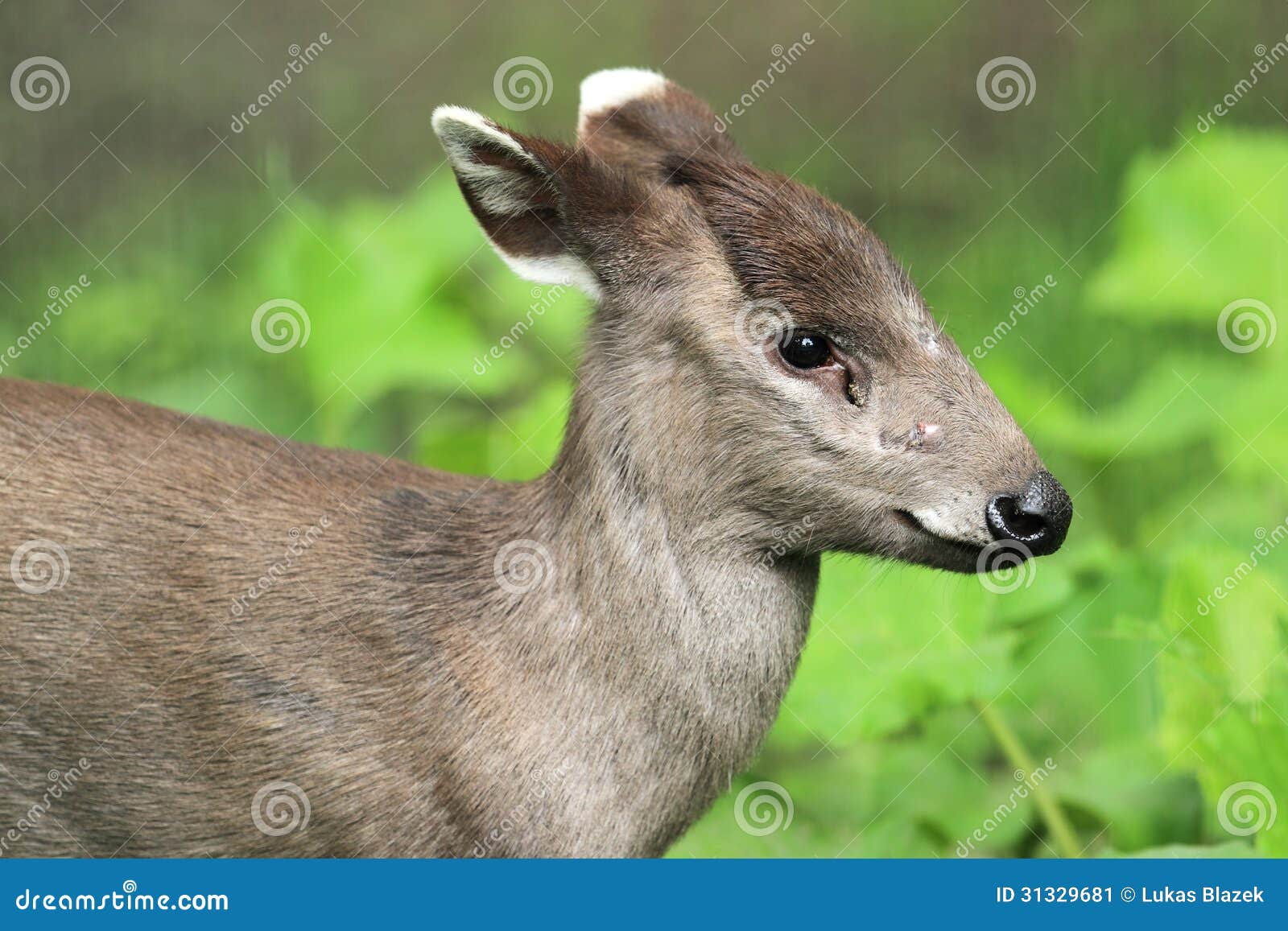 Eastchinese tufted deer stock image. Image of cephalophus - 31329681